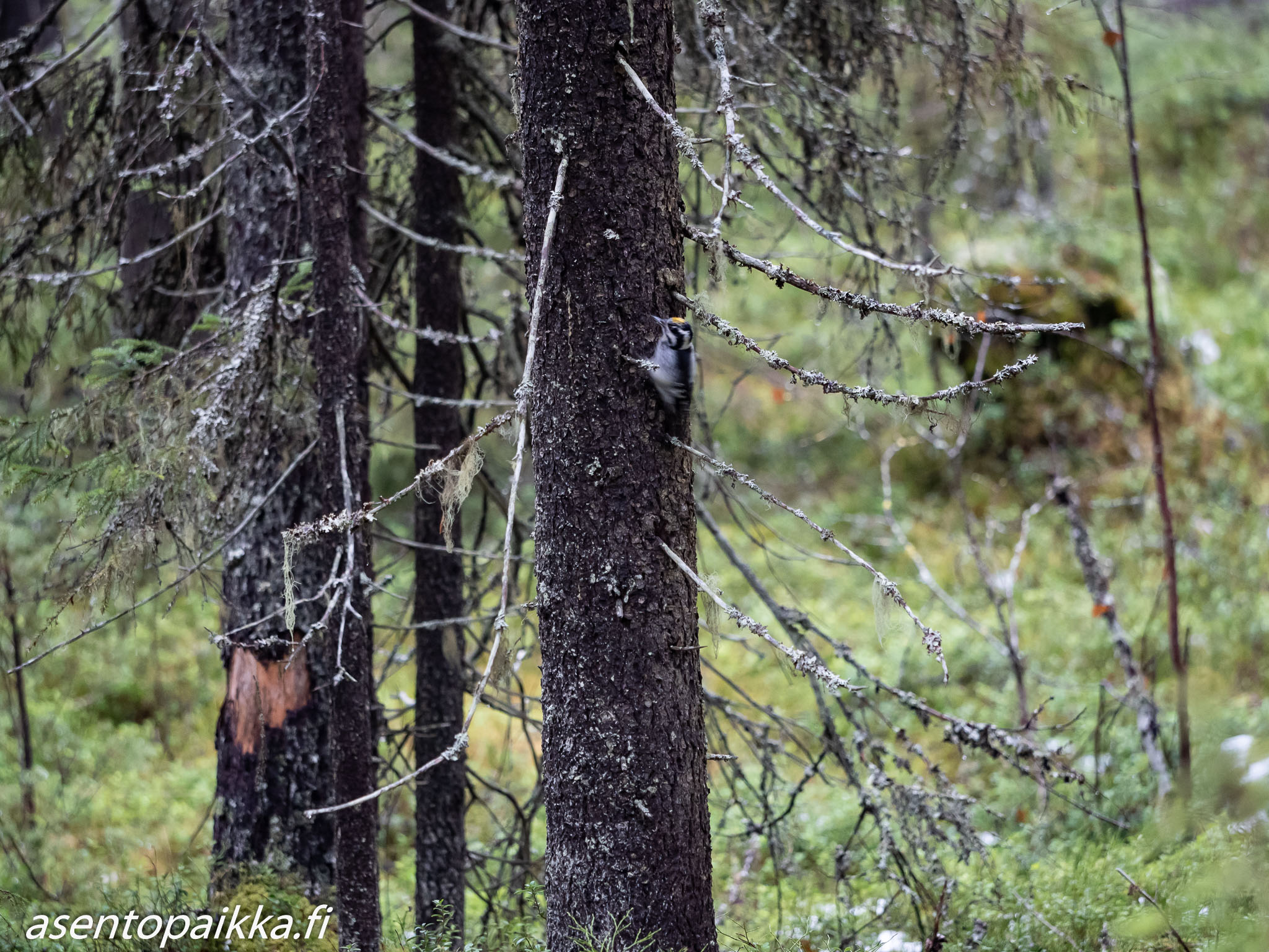 Pohjantikka touhuaa | Asentopaikan päiväkirja